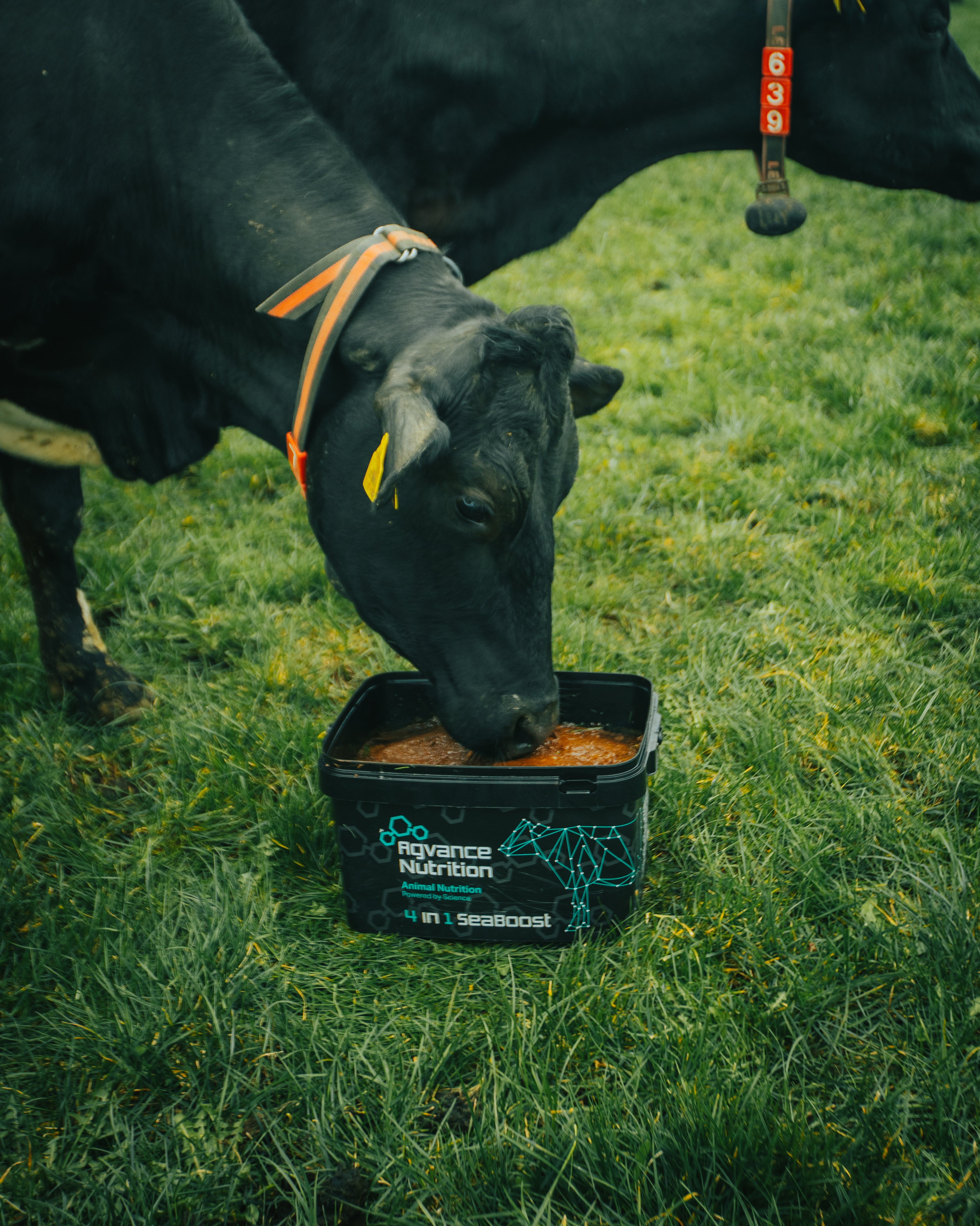 Mineral Buckets – Animal Farmacy