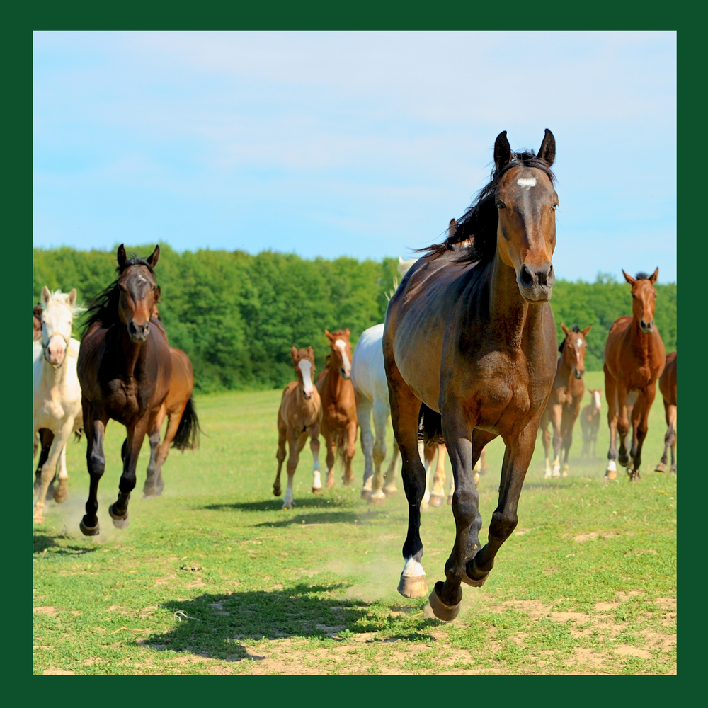 Animal Farmacy | Vet Supplies & Farm Equipment for Livestock