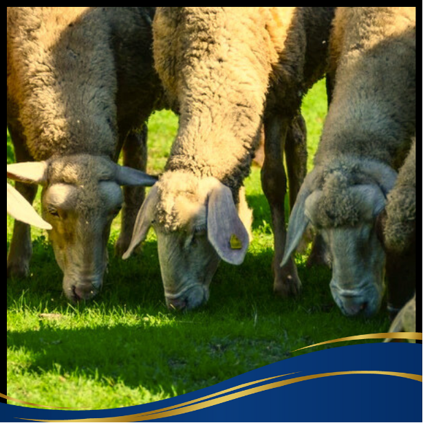 Sheep Collection – Animal Farmacy