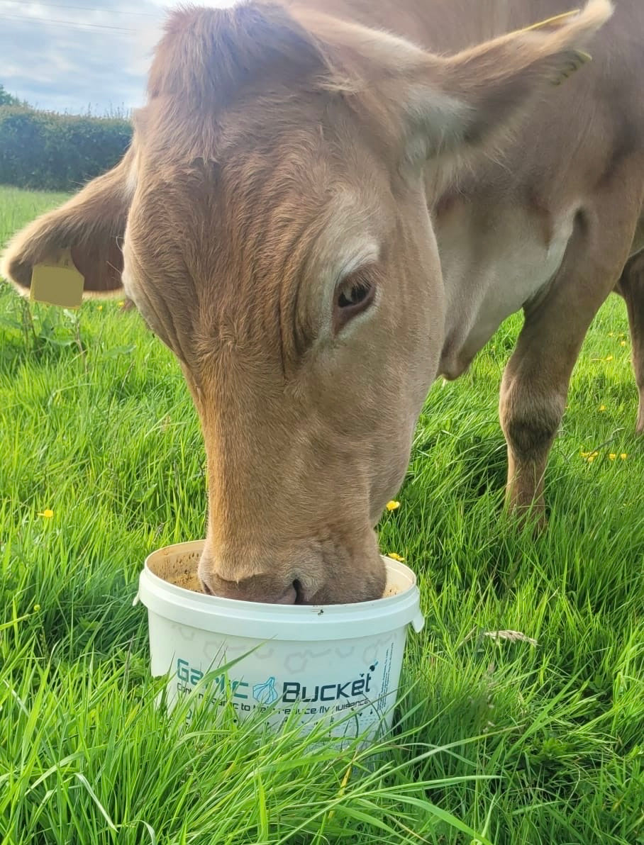 Agvance Nutrition | Mineral Buckets, Blocks & Boluses – Animal Farmacy