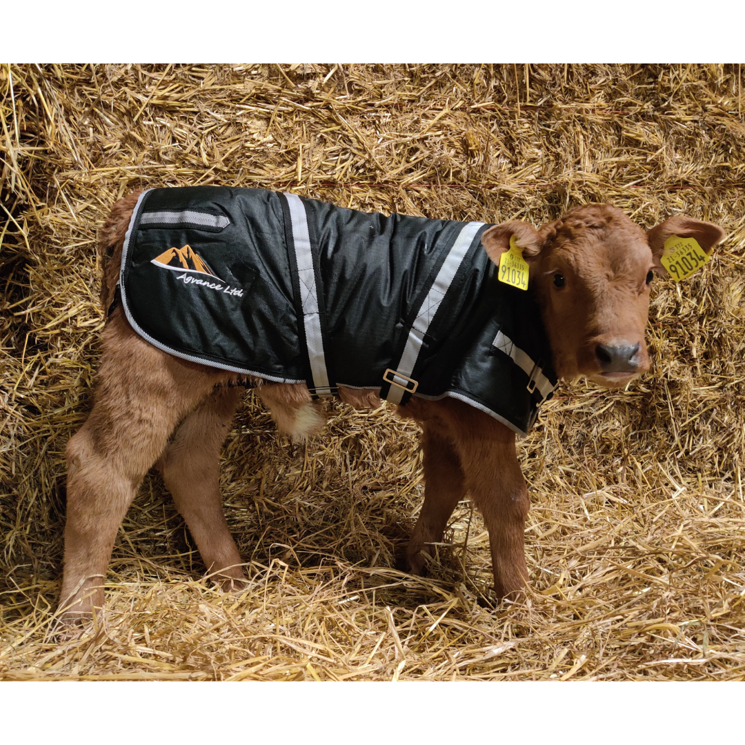 Comfy Calf Jacket Box of 12 (11 + 1 FREE) – Animal Farmacy