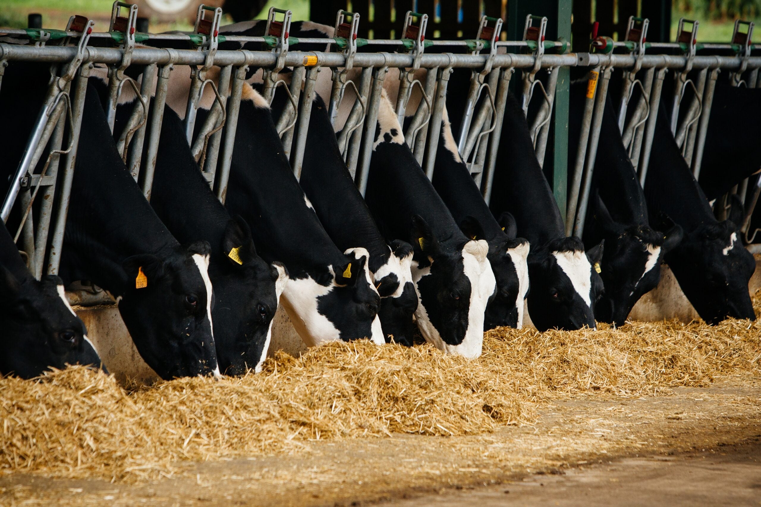 Elite Pre Calver – Animal Farmacy